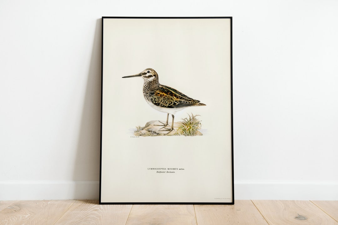 Jack Snipe Wader Bird Wall Art Print Poster | High Quality Archival ...