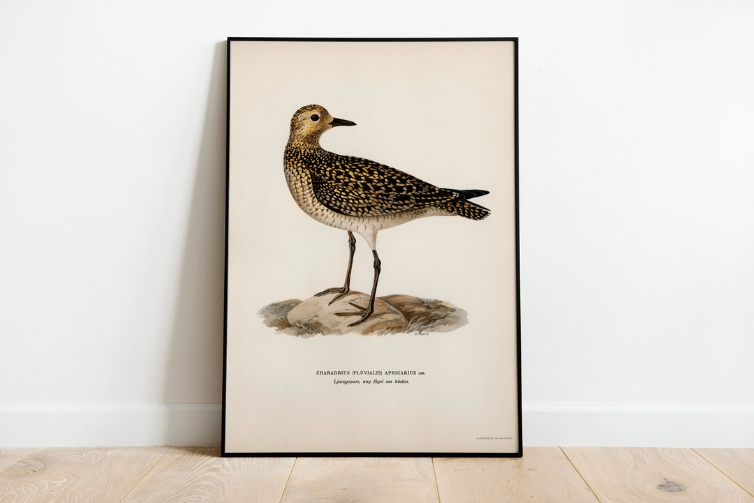 Golden Plover Bird Wall Art Print Poster | High Quality Archival ...