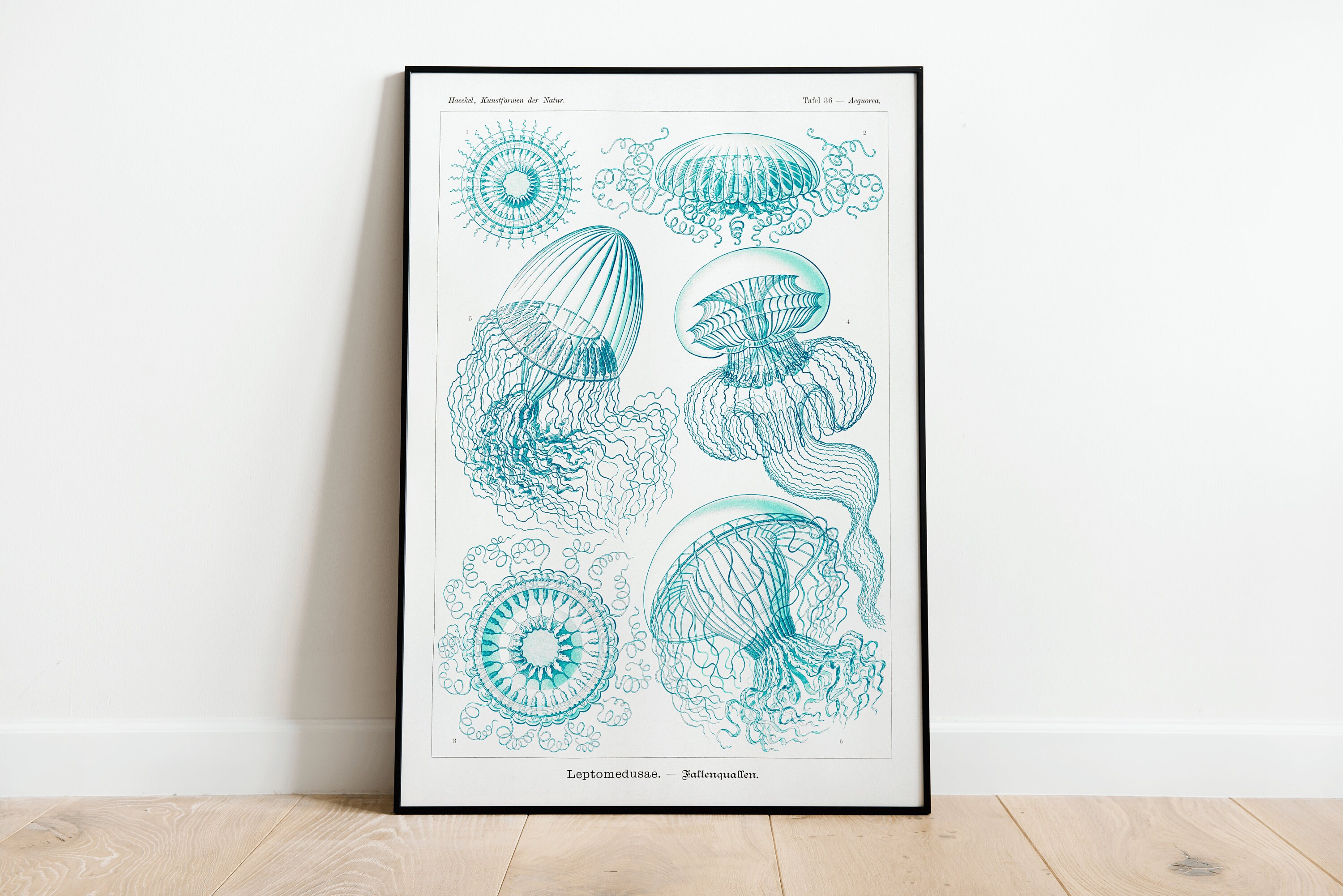 Ernst Haeckel Exhibition Collection Wall Art Print Poster | 3x A3 A4 A5 ...