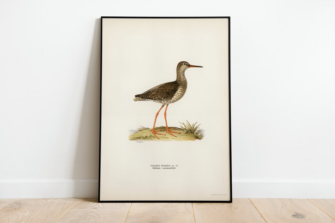 Redshank Bird Wall Art Print Poster | High Quality Archival Classic ...
