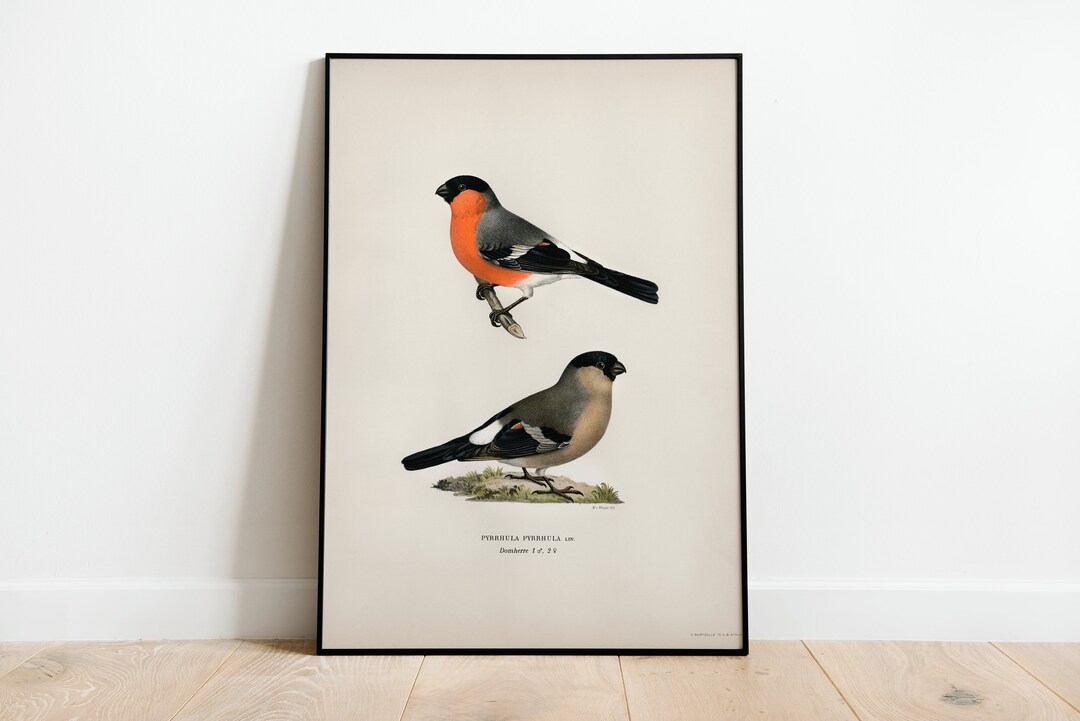 Bullfinch Bird Wall Art Print Poster | High Quality Archival Classic ...