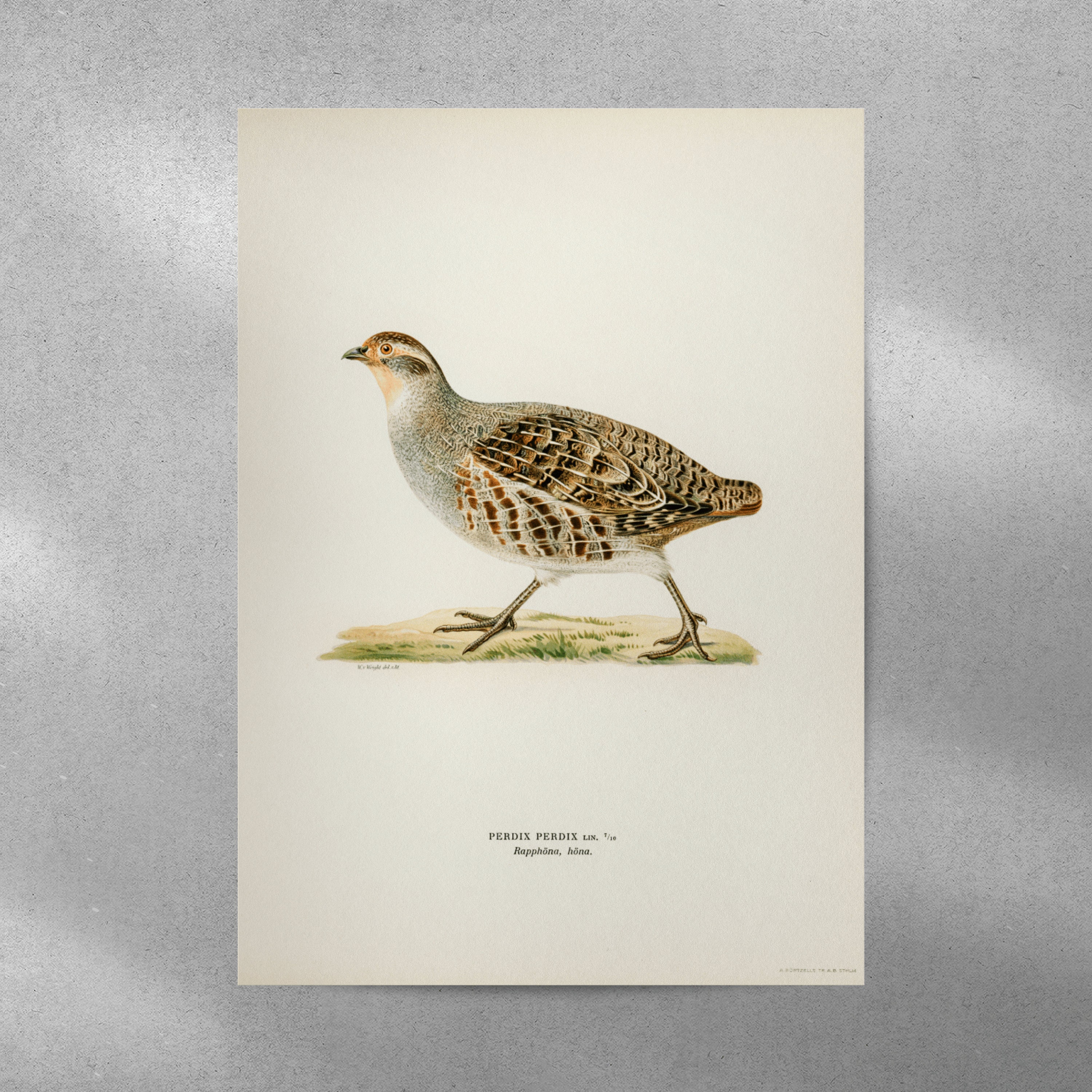 Grey Partridge Game Bird Wall Art Print Poster A3 A4 A5 - Etsy