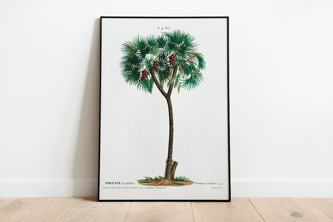 Date Palm Botanical Wall Art Print Poster | A3 A4 A5 | High Quality ...