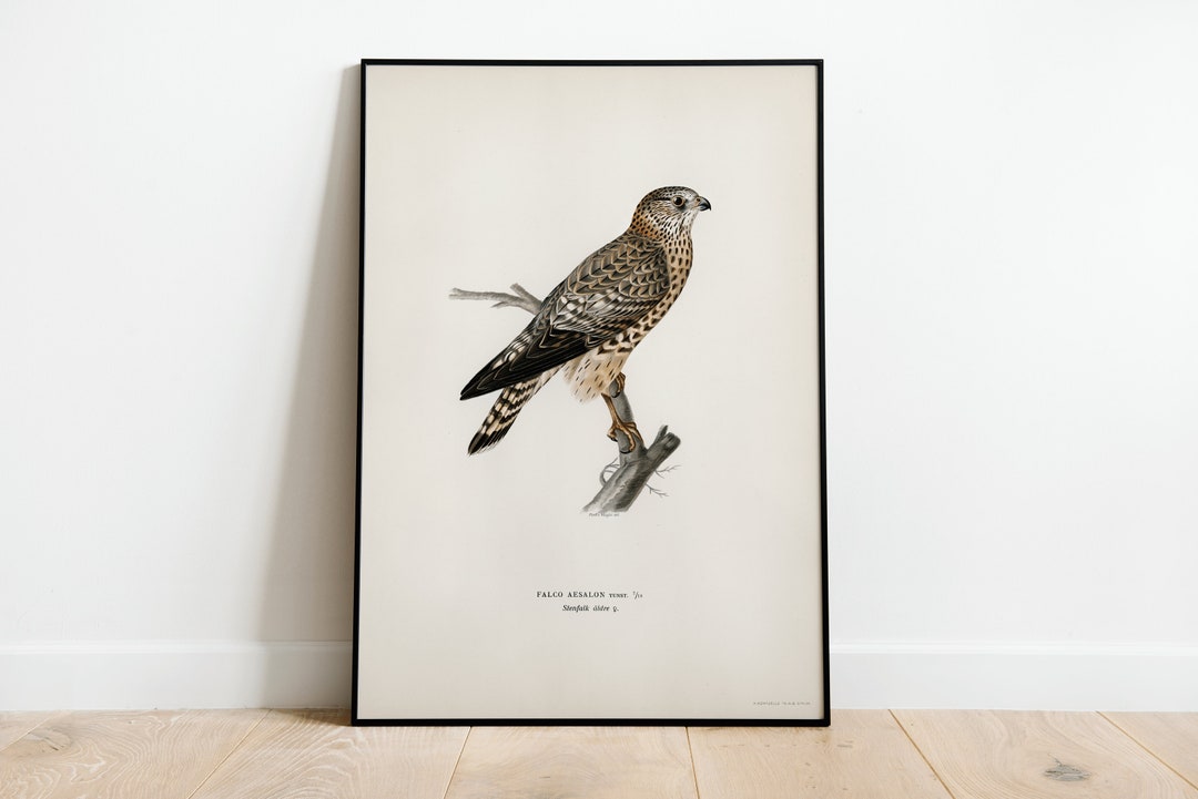 Merlin Female Bird of Prey Wall Art Print Poster High Quality Archival ...