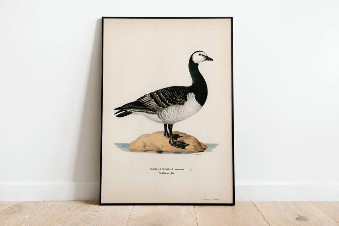 Barnacle Goose Bird Wall Art Print Poster | High Quality Archival ...