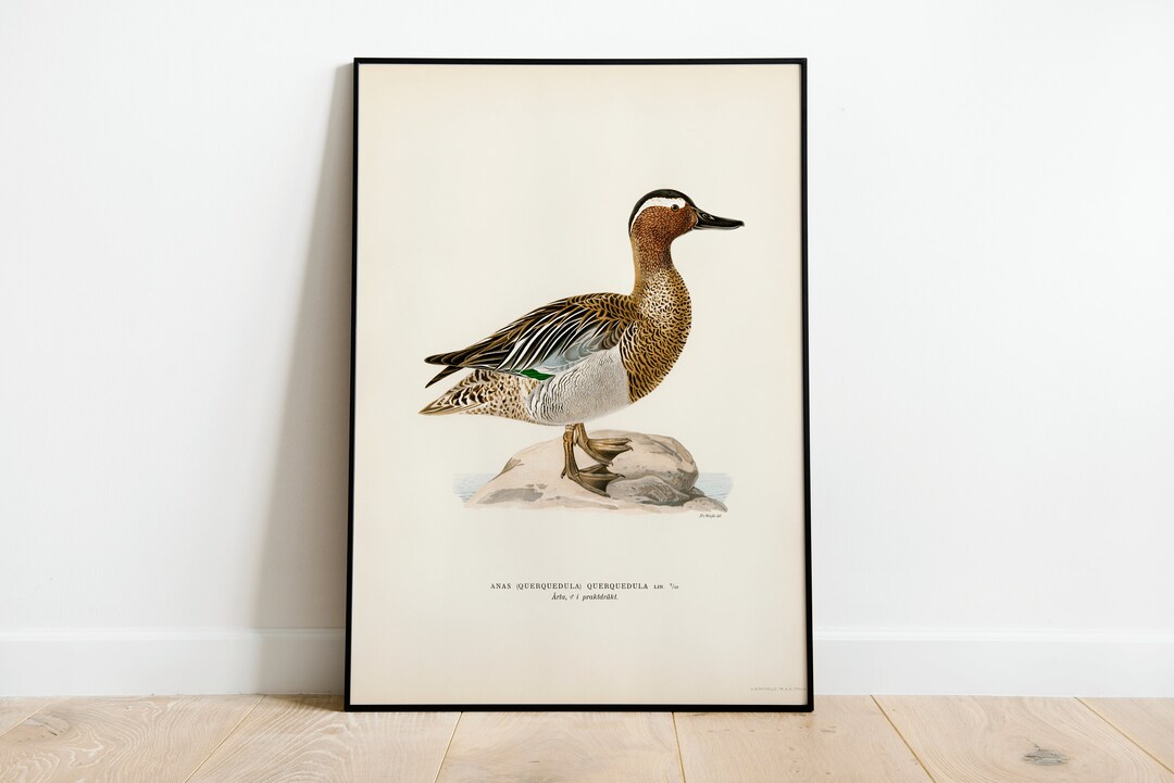 Garganey Male Duck Bird Wall Art Print Poster | High Quality Archival ...