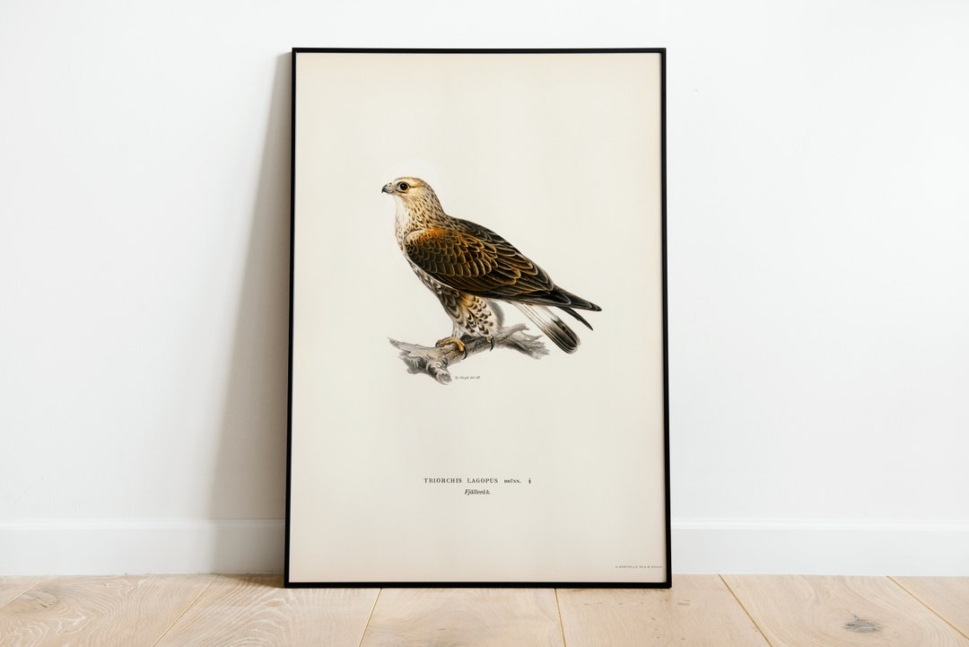 Rough-legged Buzzard Bird of Prey Wall Art Print Poster | High Quality ...