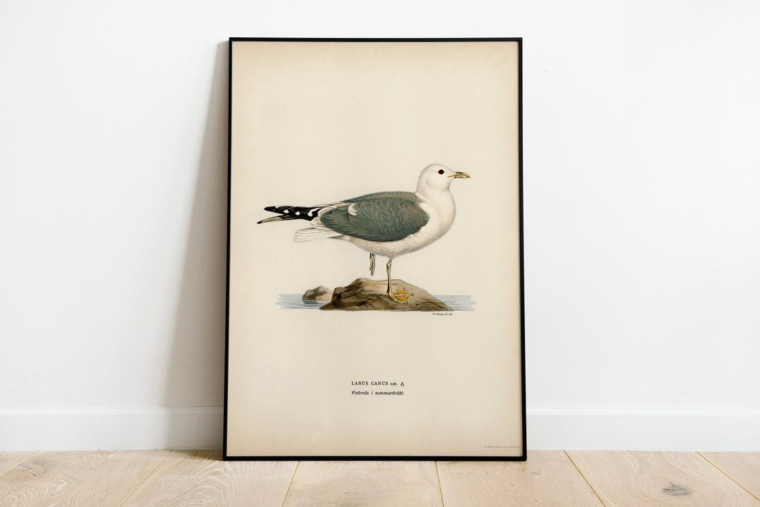 Common Sea Gull Bird Wall Art Print Poster | High Quality Archival ...