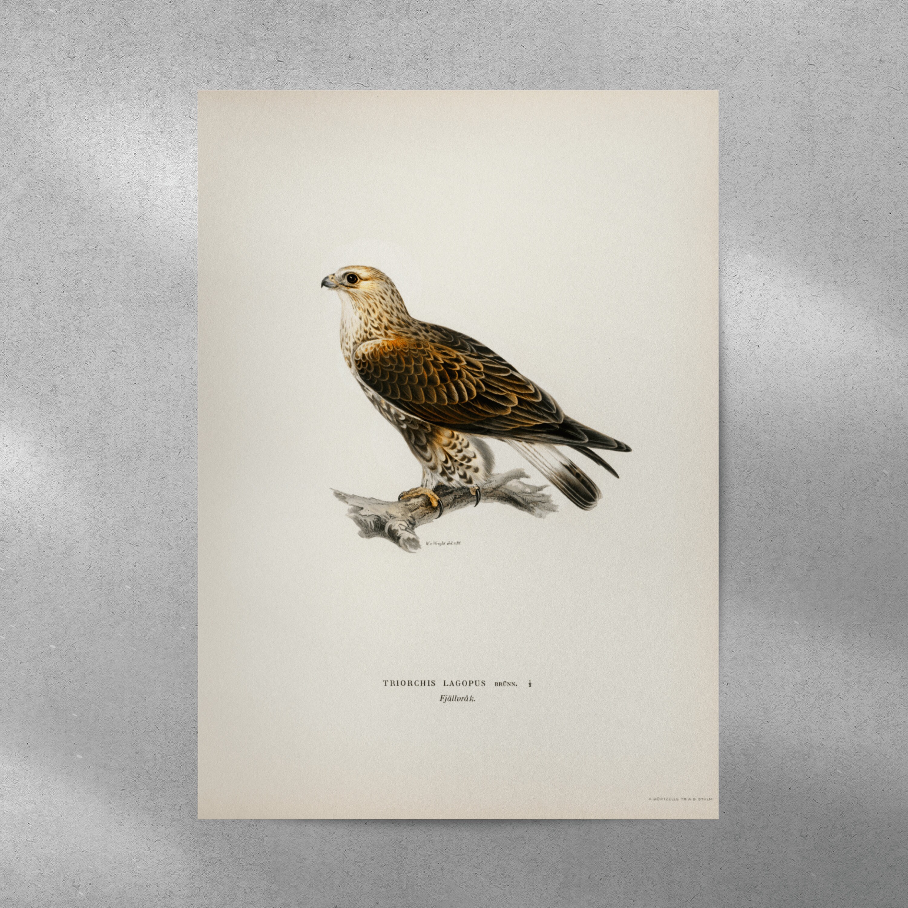 Rough-legged Buzzard Bird of Prey Wall Art Print Poster A3 - Etsy