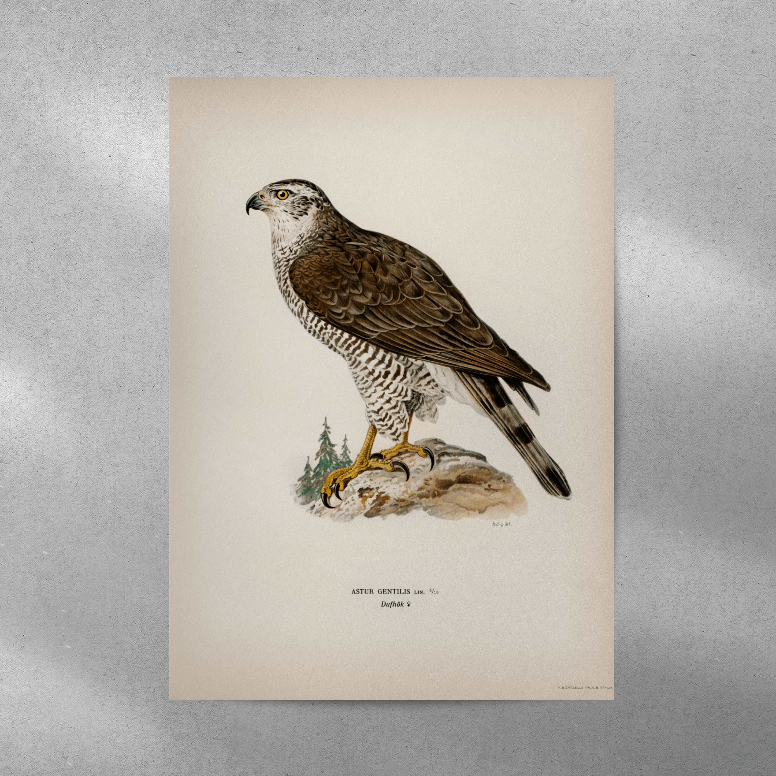 Goshawk Female Bird of Prey Wall Art Print Poster | High Quality ...