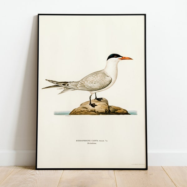 Sea Tern - Etsy
