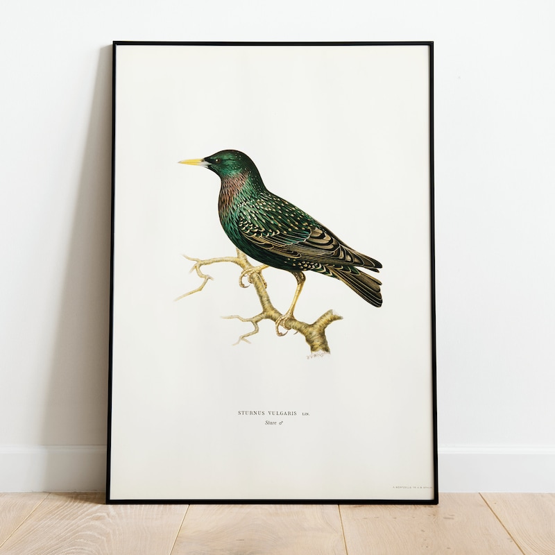 Starling Art - Etsy