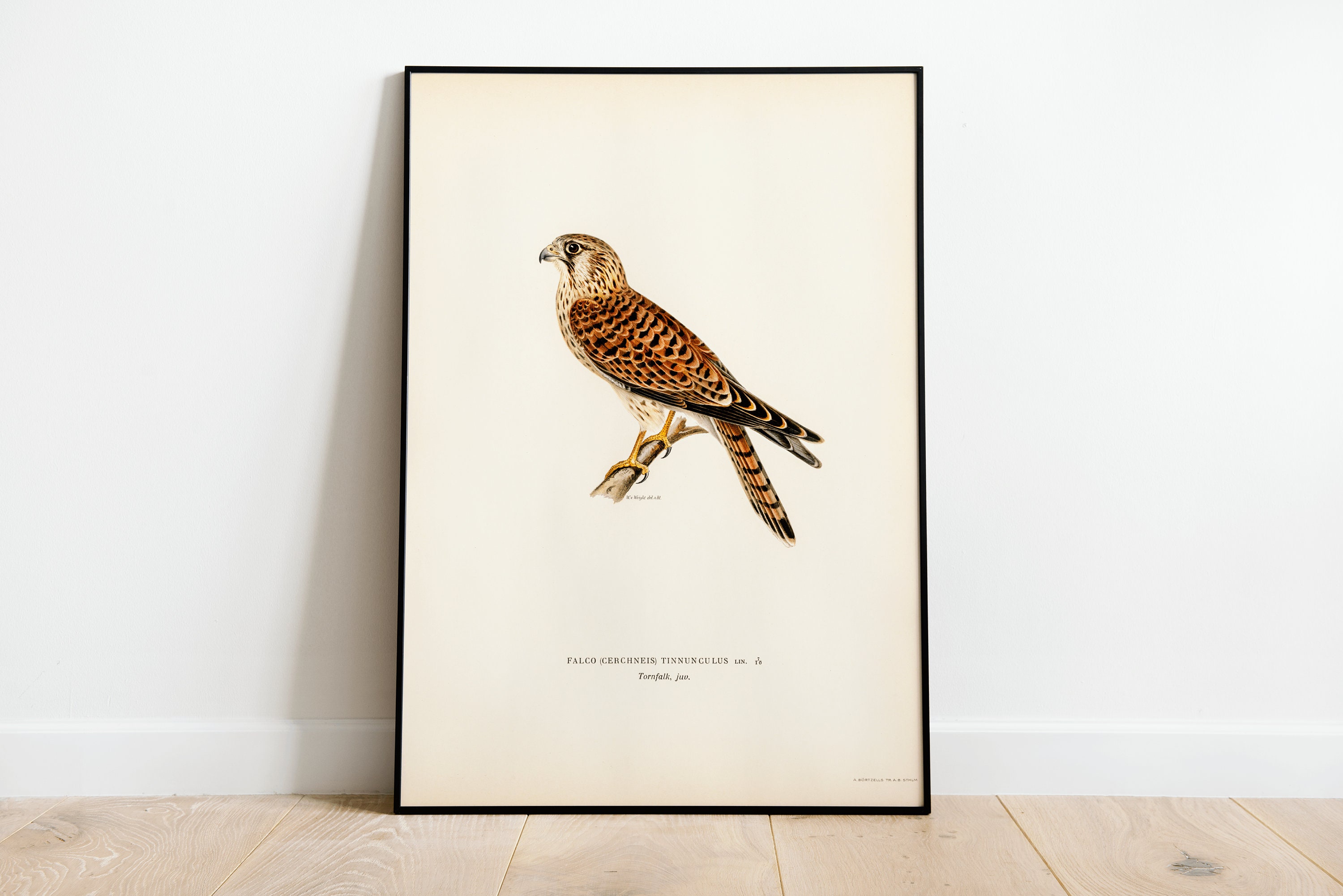 Kestrel Bird of Prey Wall Art Print Poster A3 A4 A5 High - Etsy