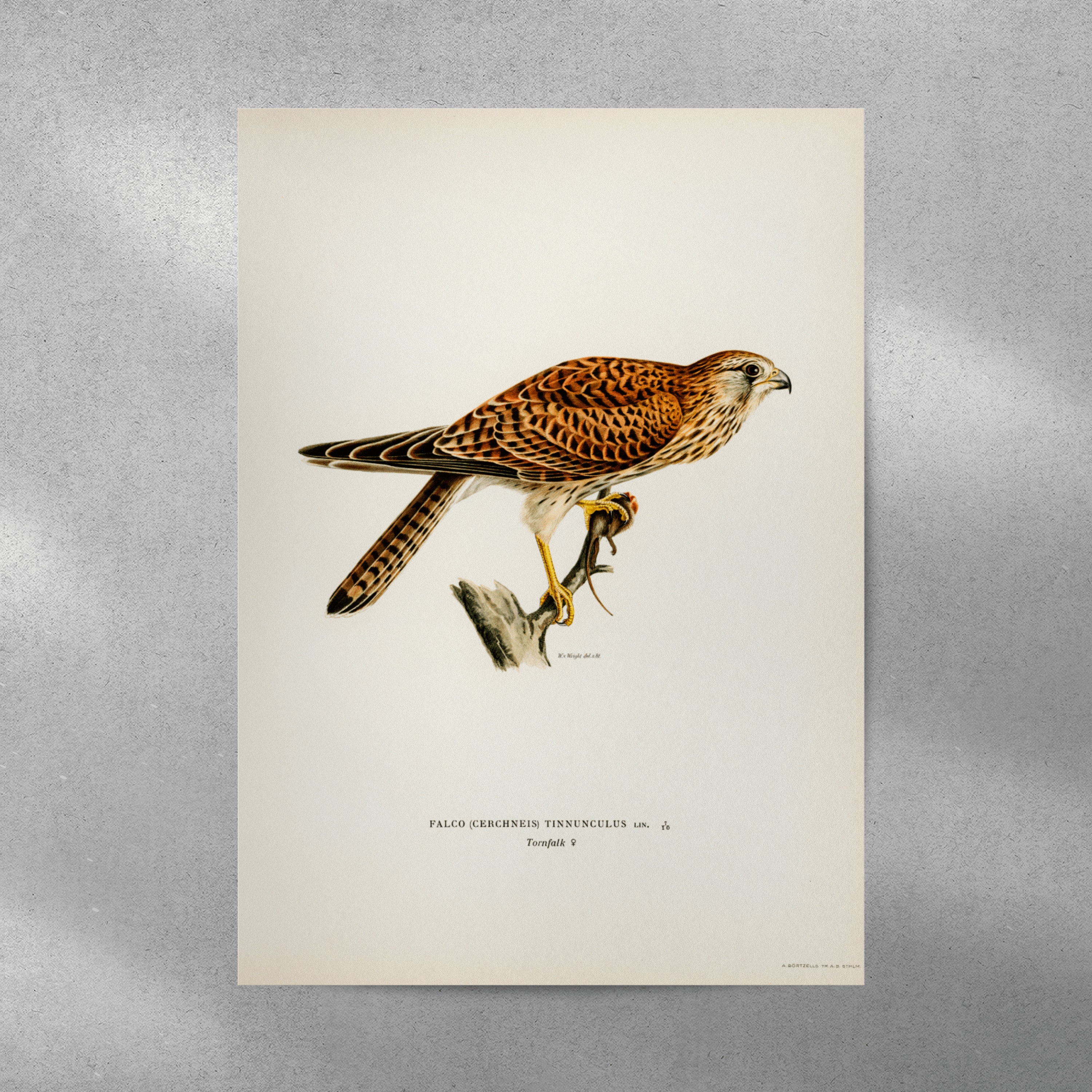 Kestrel Female Bird of Prey Wall Art Print Poster A3 A4 A5 - Etsy