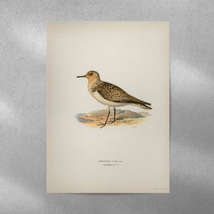 Sanderling Bird Wall Art Print Poster High Quality Archival Classic ...