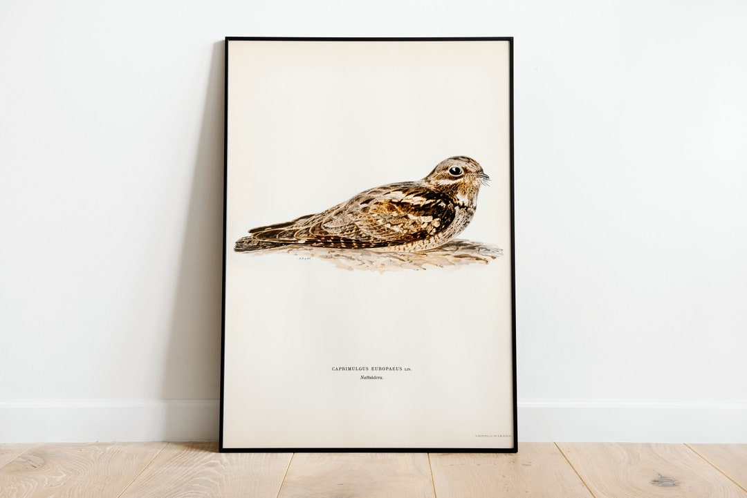 Nightjar Bird Wall Art Print Poster | High Quality Archival Classic ...
