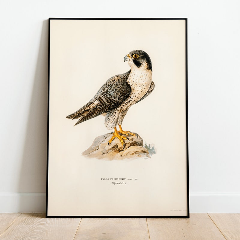 Peregrine Falcon - Etsy