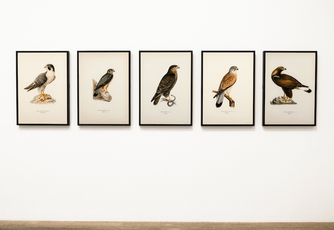 Bird of Prey Collection Wall Art Print Poster | Peregrine Falcon Merlin ...