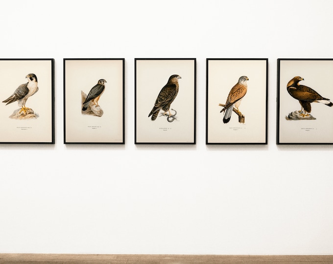 Bird of Prey Collection Wall Art Print Poster | Peregrine Falcon Merlin ...