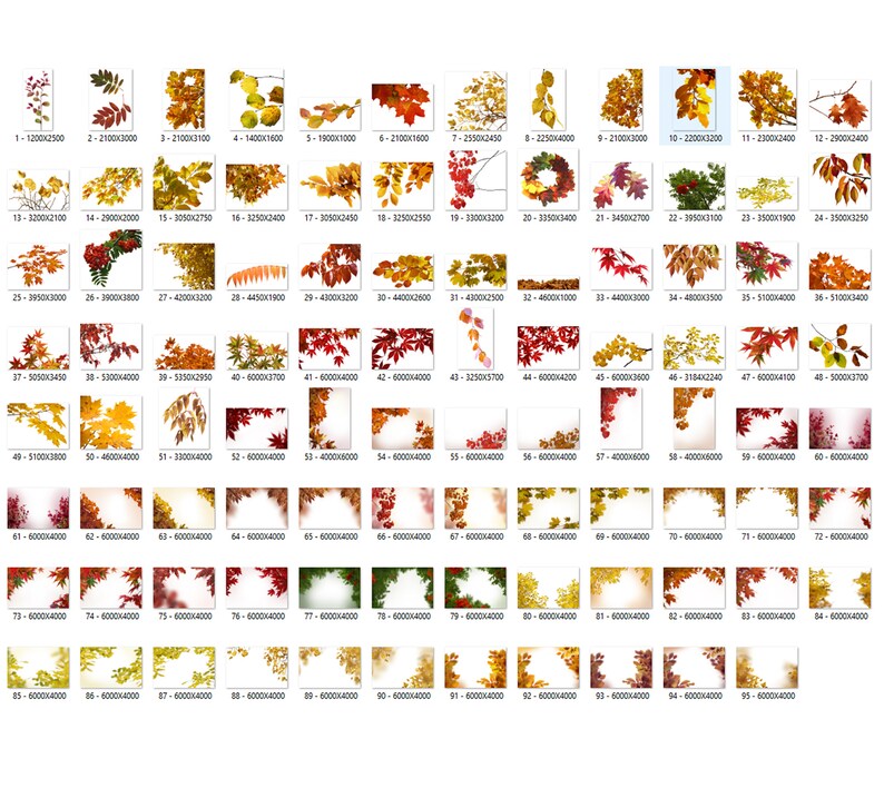 95 Autumn Tree Branch Overlays, Autumn Tree Branches PNG for ...