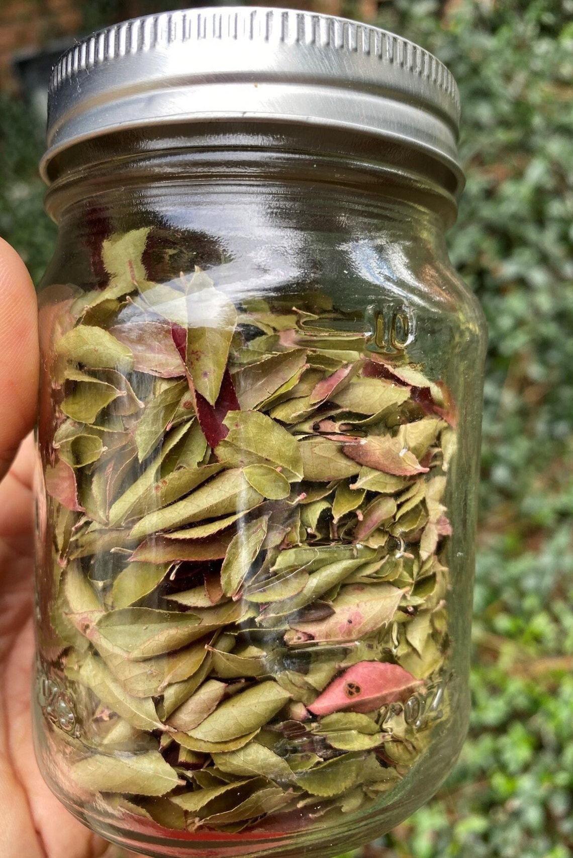 Sun Roasted Yaupon Tea - Etsy