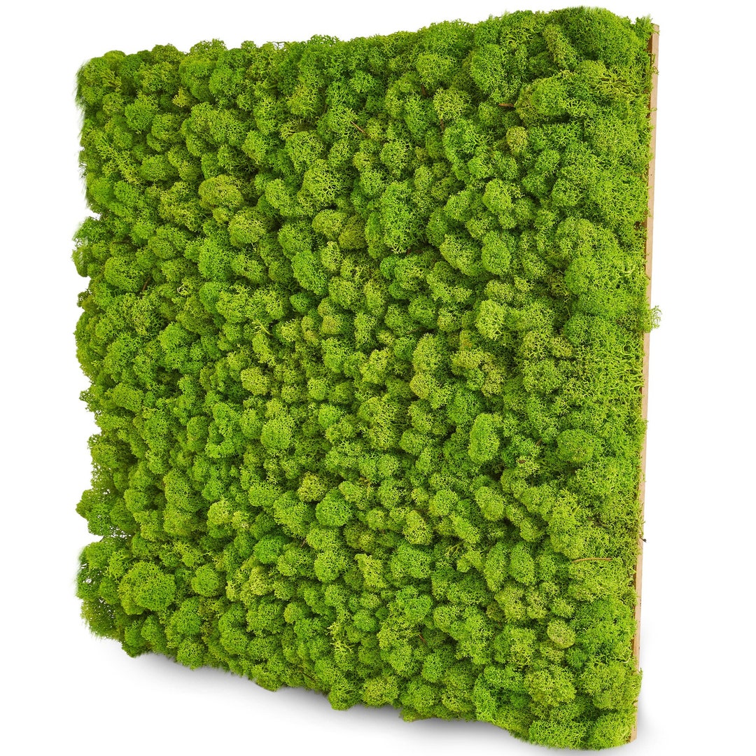 Moss Panels PREMIUM Preserved Iceland Moss / Reindeer Moss Wall ...