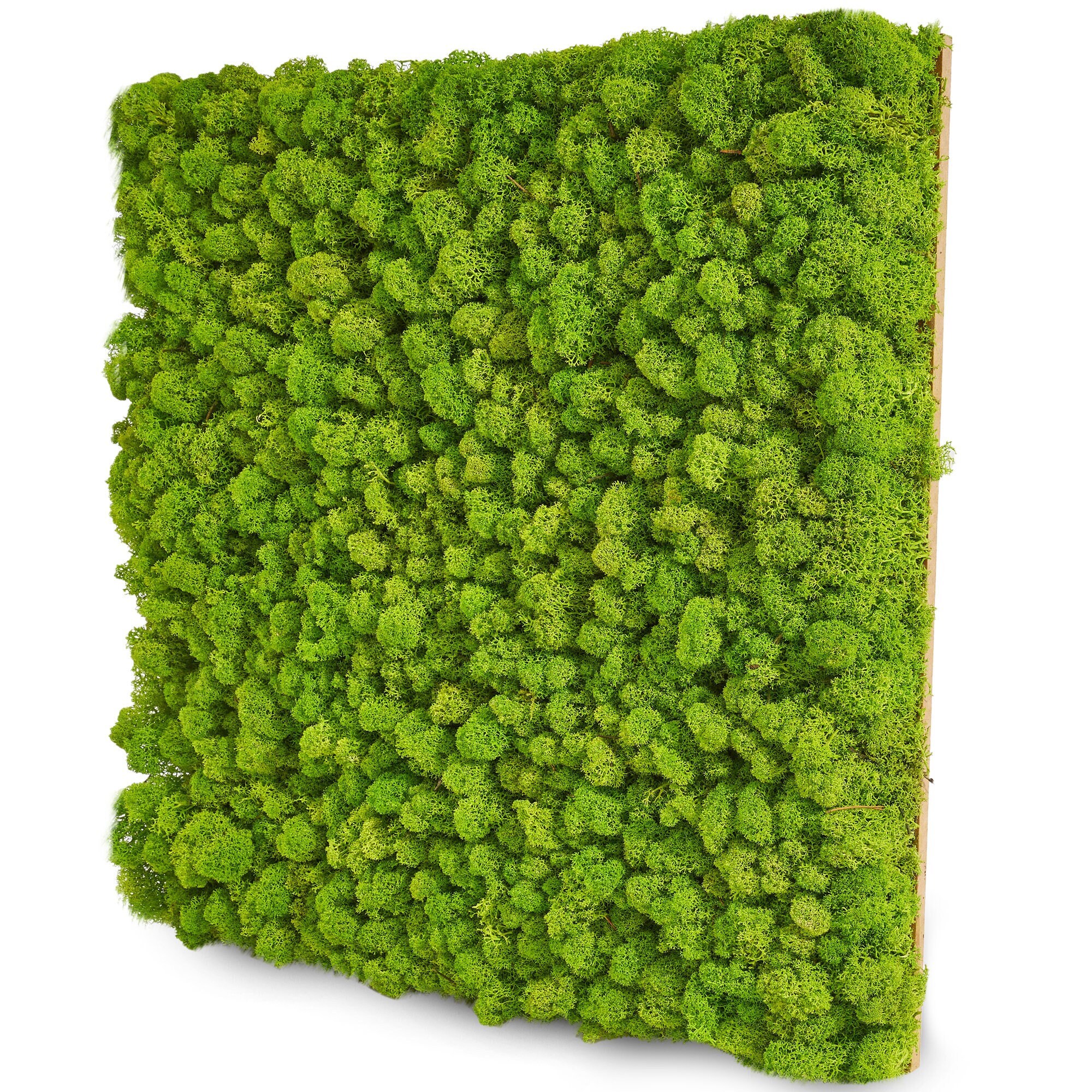 Moss Panels PREMIUM Preserved Iceland Moss / Reindeer Moss Wall ...