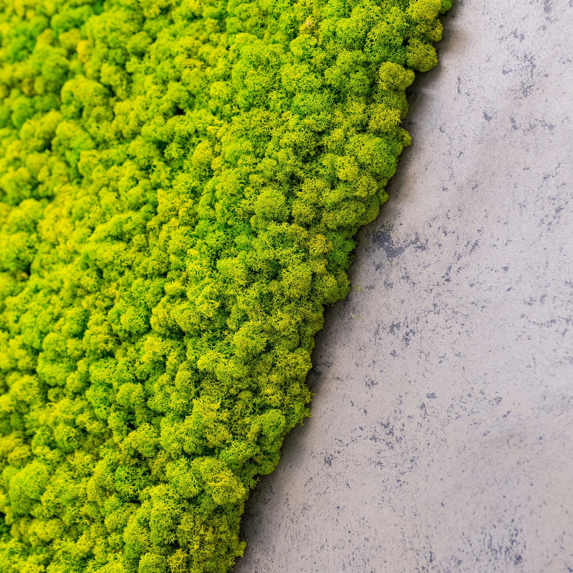 Panel de musgo FLEX haz tú mismo una pared de musgo pared vegetal ...