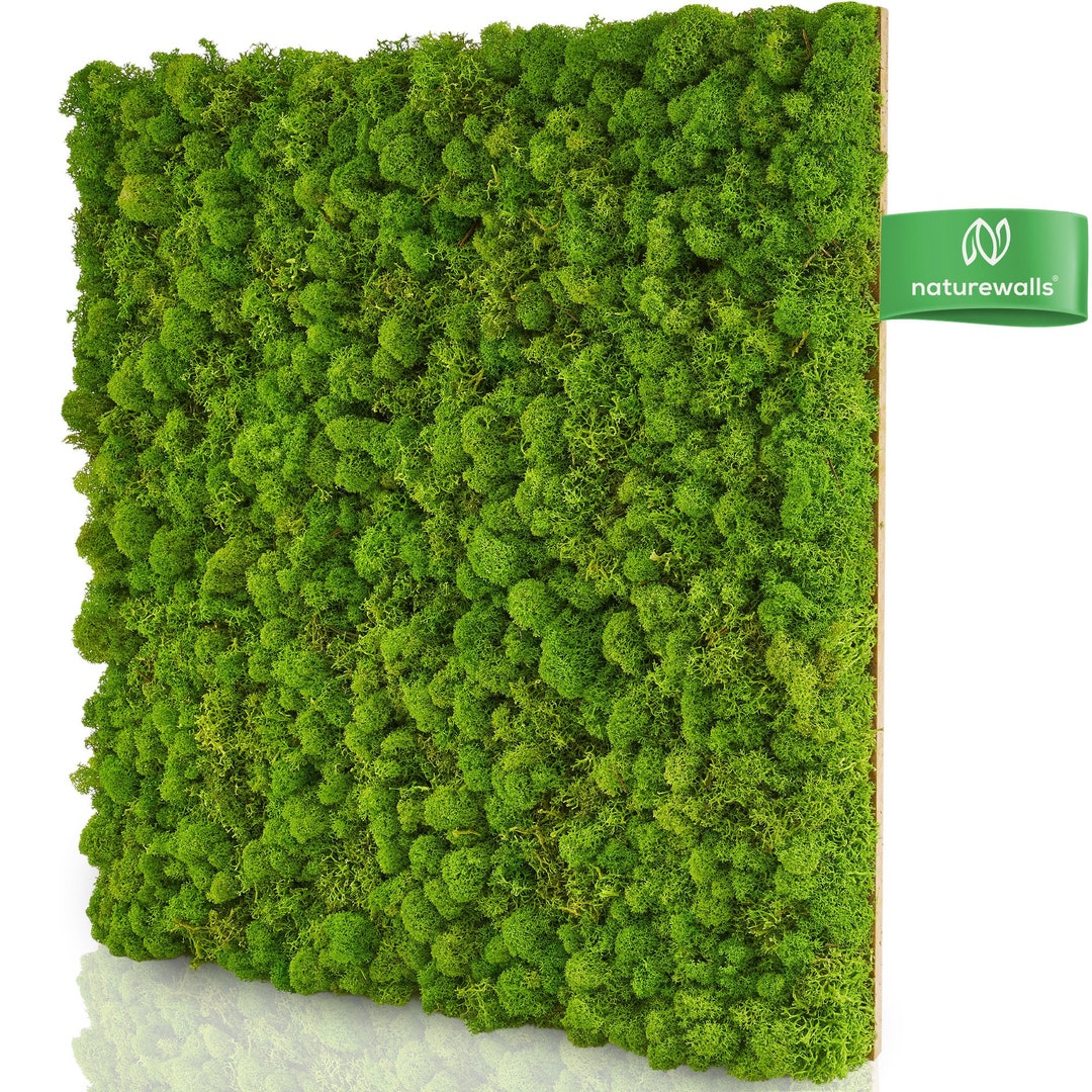 Moss Panels BASIC Preserved Iceland Moss / Reindeer Moss - Etsy