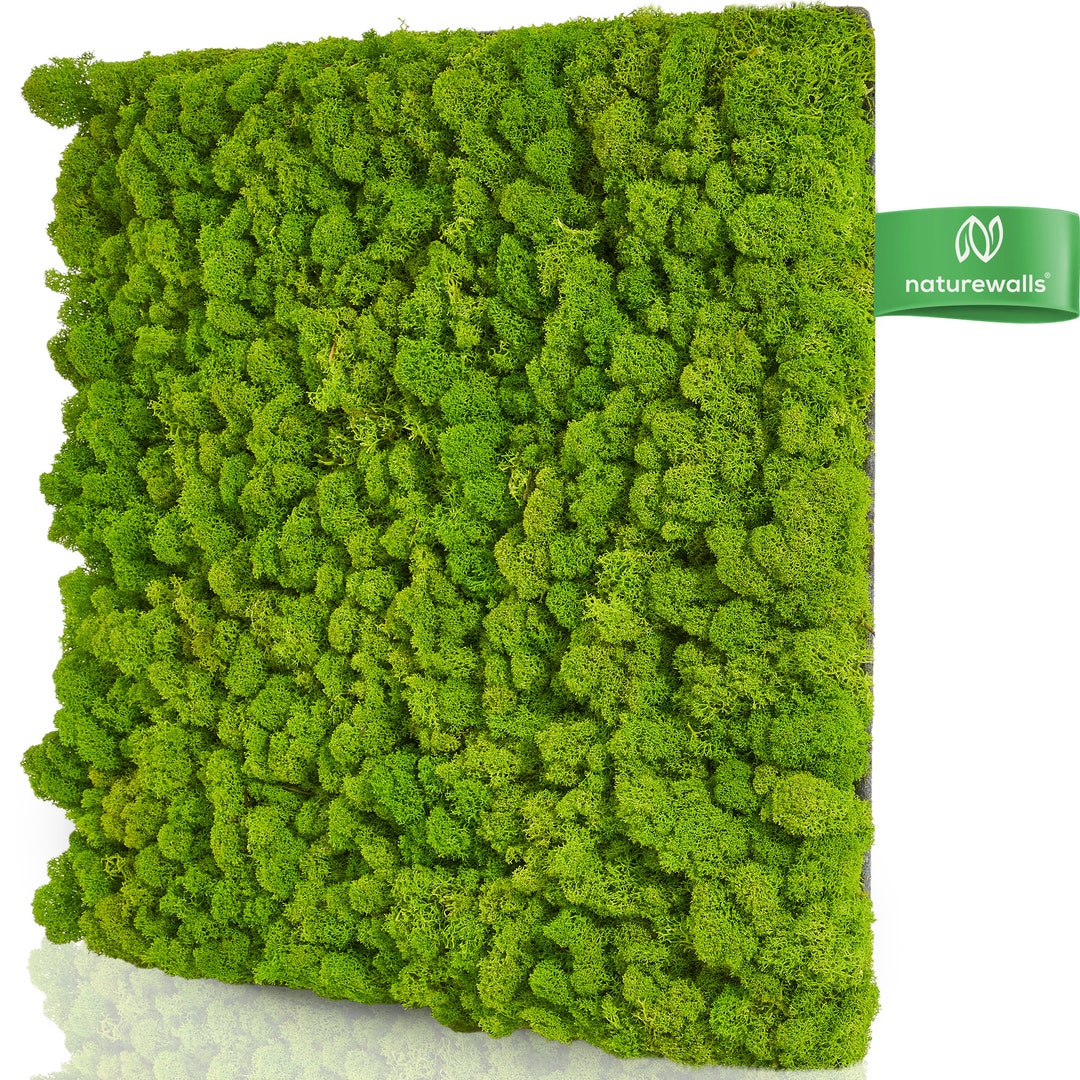 Moss Panels FLEX - Preserved Iceland Moss / Reindeer Moss - Wall ...