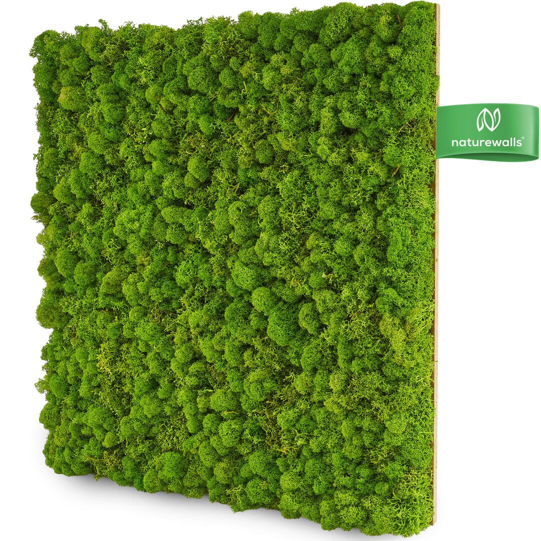 Moss Panels BASIC - Preserved Iceland Moss / Reindeer Moss - Wall ...