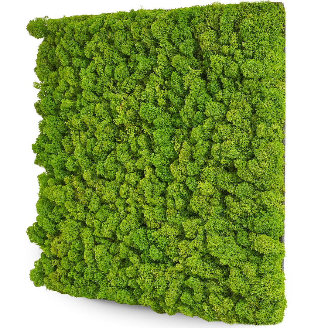 Moss Panels FLEX Preserved Iceland Moss / Reindeer Moss Wall Greening ...