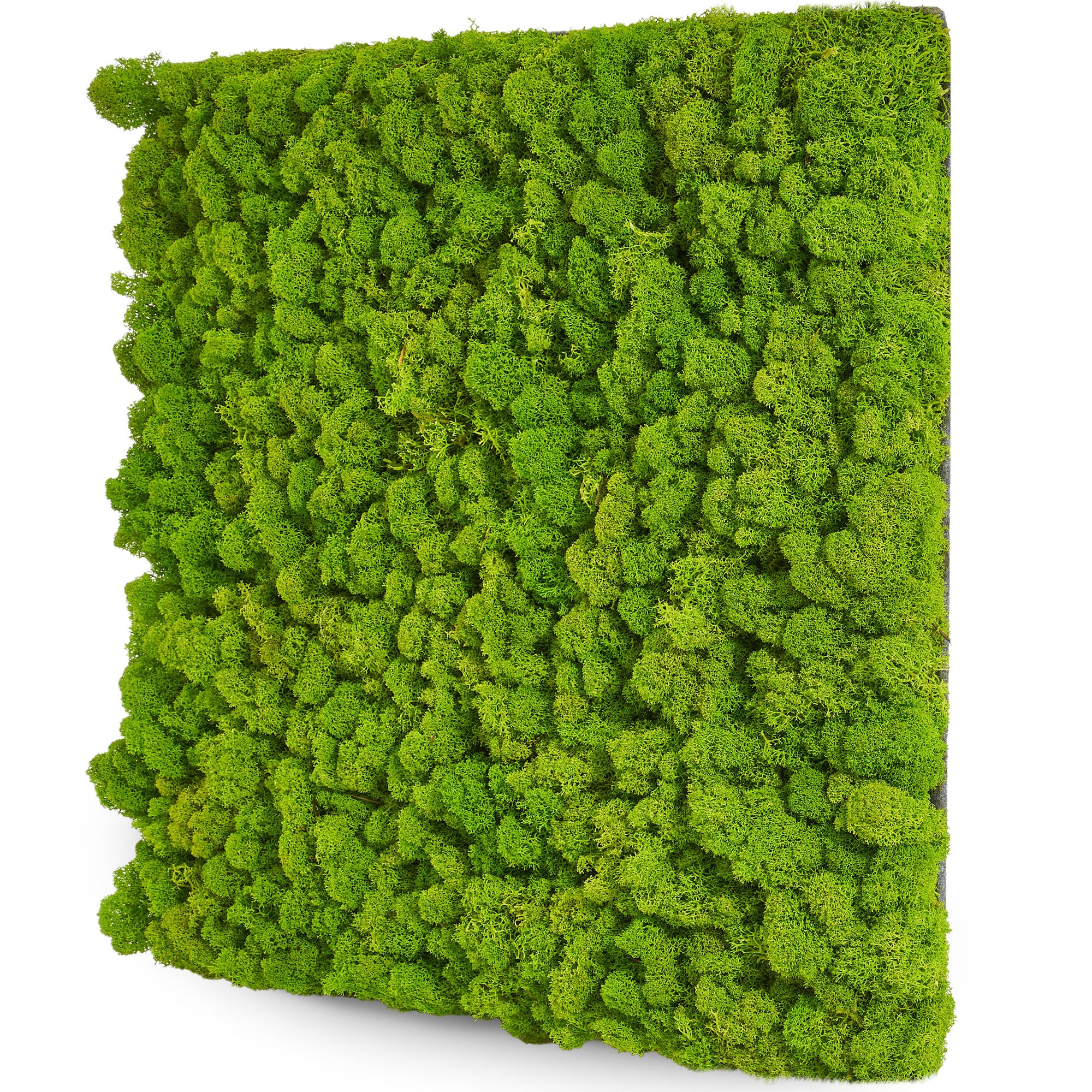 Moss Panels FLEX Preserved Iceland Moss / Reindeer Moss Wall Greening ...