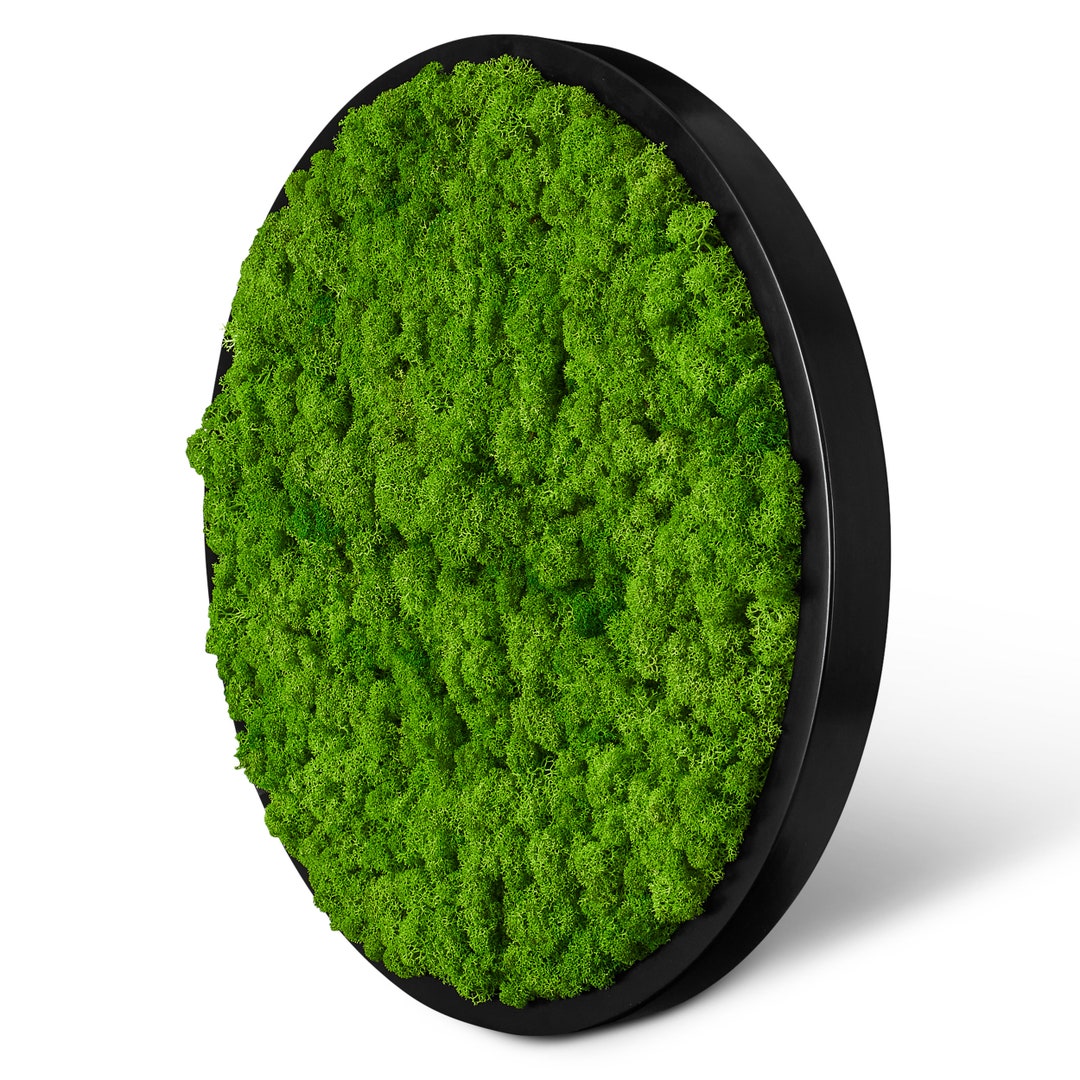 Moss Picture Round Iceland Moss With Frame Reindeer Moss Living Moss ...