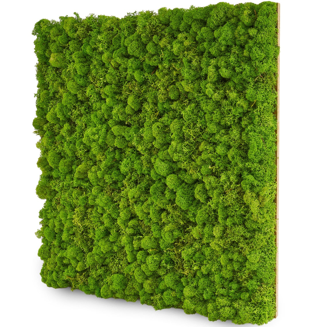 Moss Panels BASIC Preserved Iceland Moss / Reindeer Moss Wall Greening ...