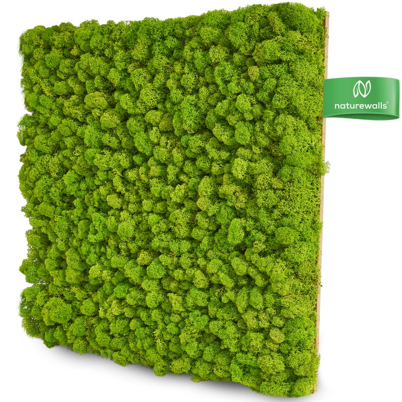 Moss Panels PREMIUM - Preserved Iceland Moss / Reindeer Moss - Wall ...