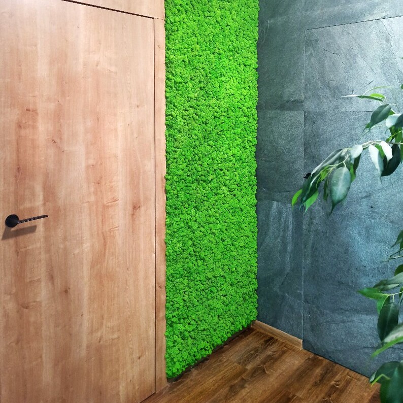 Moss Panels PREMIUM Preserved Iceland Moss / Reindeer Moss - Etsy