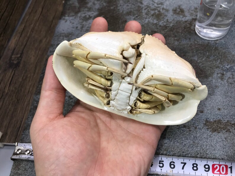 Calappa Calappa Proper Box Crab Taxidermy - Etsy