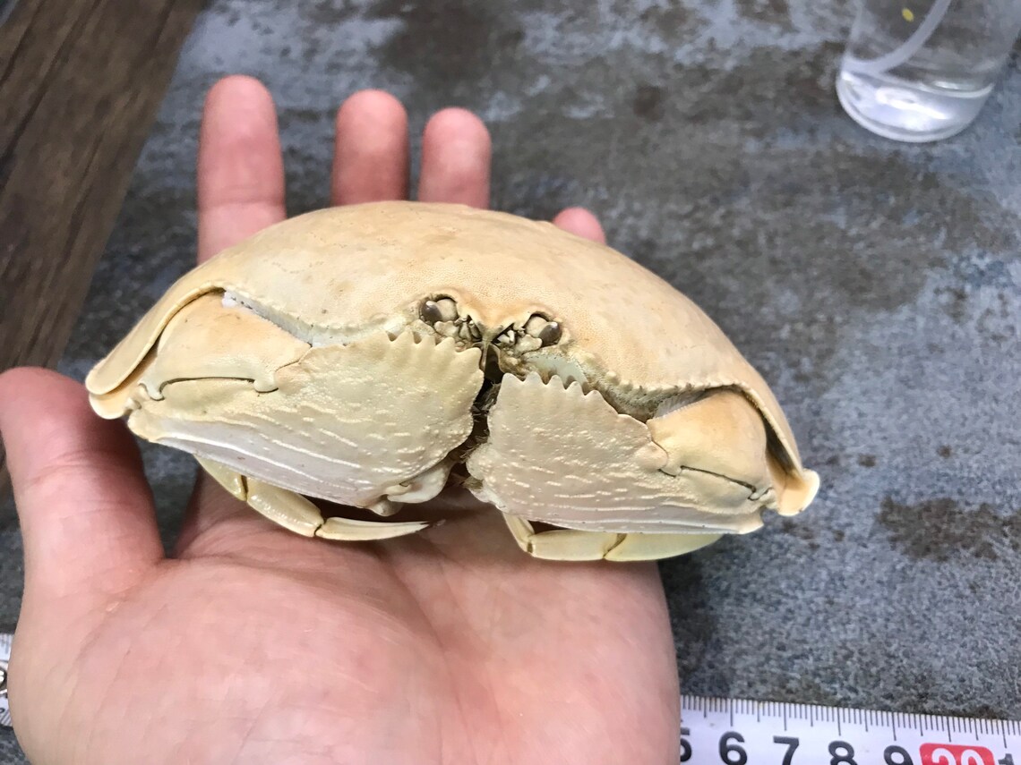 Calappa Calappa Proper Box Crab Taxidermy - Etsy