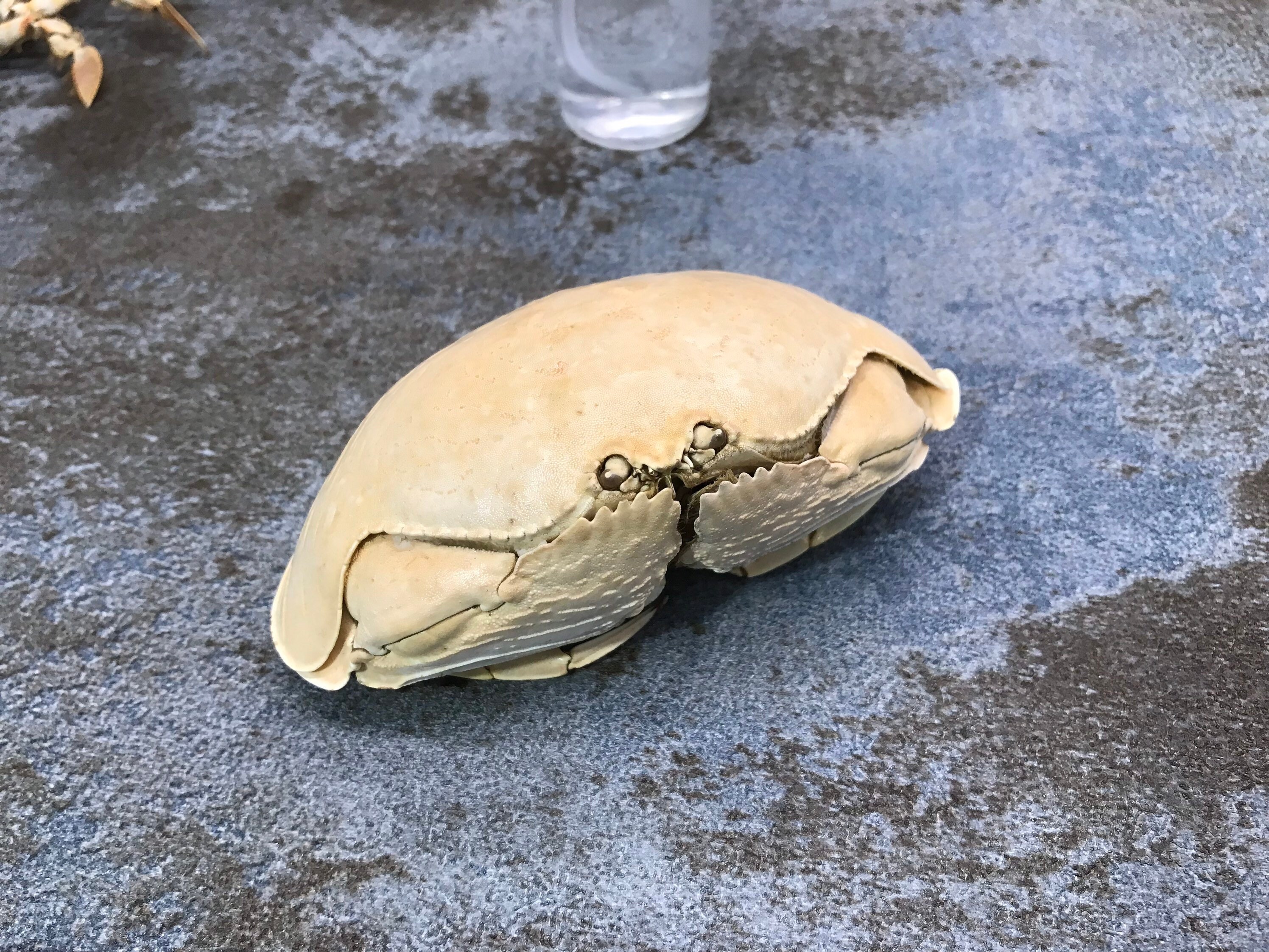 Calappa Calappa Proper Box Crab Taxidermy - Etsy