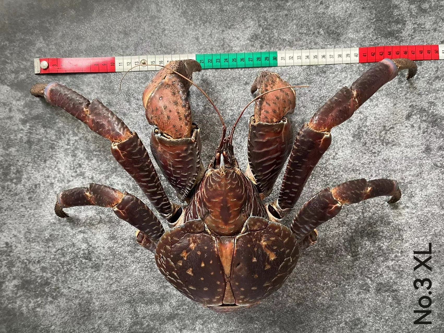 XL Size Birgus Latro Coconut Crab Robber Crab Taxidermy Good - Etsy UK