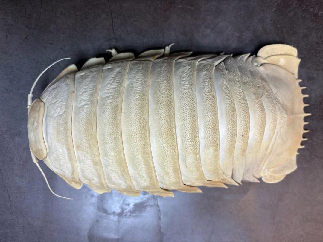 30cm Large Size Giant Isopod Bathynomus Giganteus Taxidermy No 4 Etsy