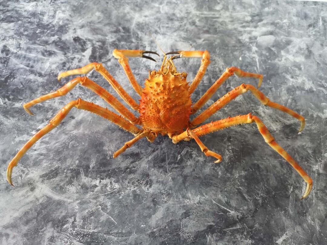 TOP Museum Quality Repainted Paromola Japonica Crab Taxidermy - Etsy