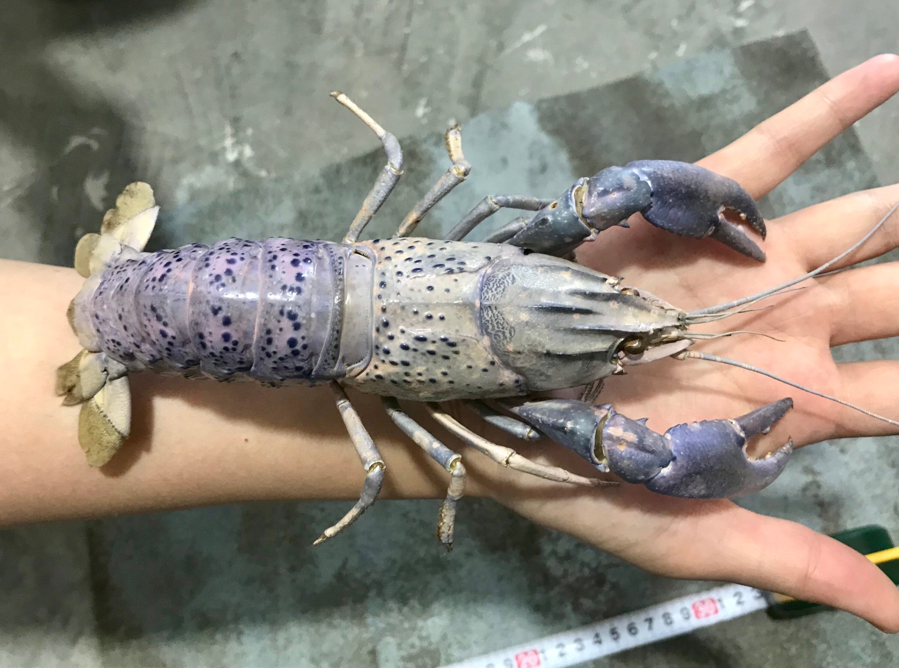Crayfish/yabby Taxidermy No3 - Etsy