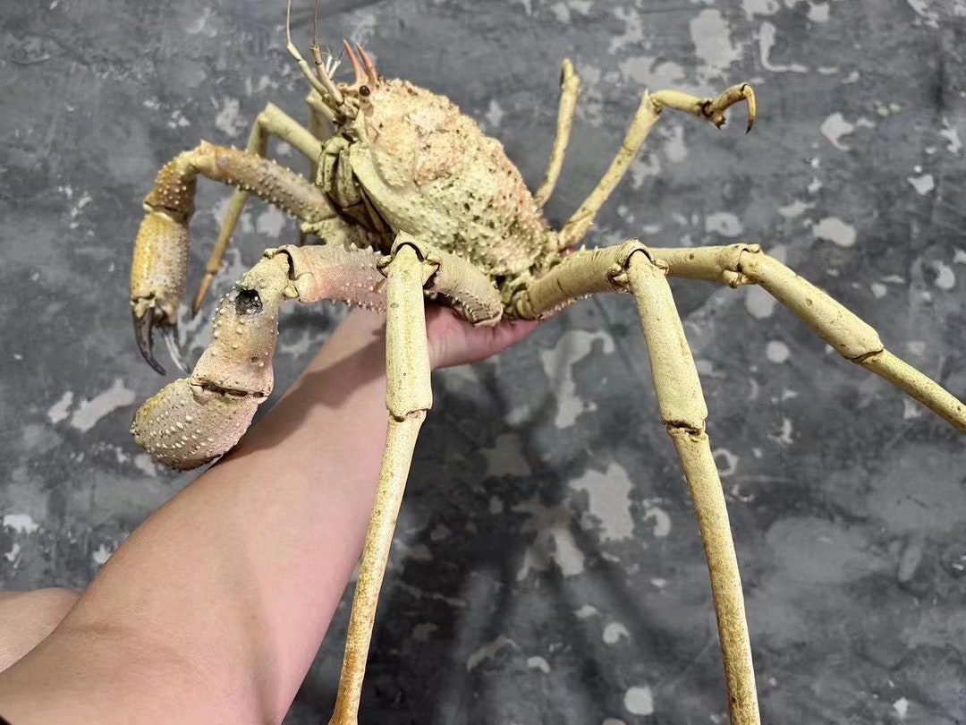 Paromola Macrochira Human Face Crab Taxidermy - Etsy