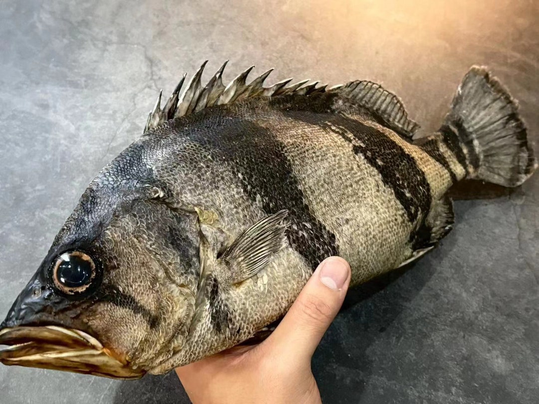 Datnioides Pulcher Fish Taxidermy Shark Taxidermy - Etsy