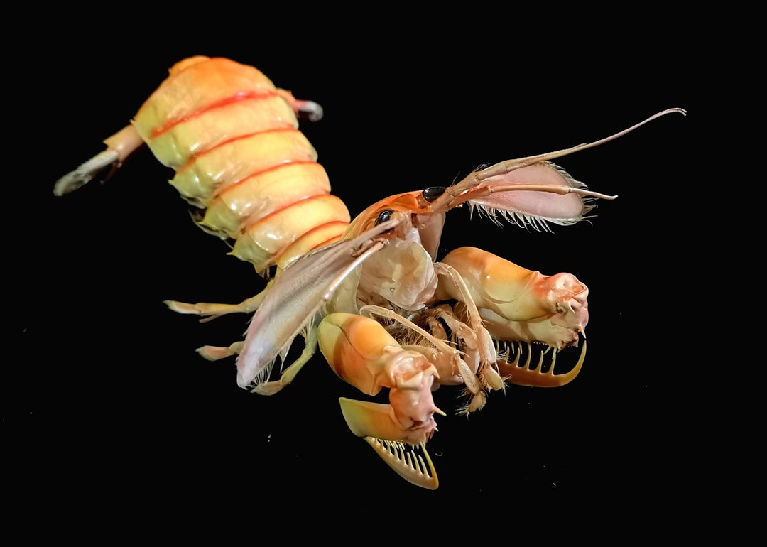 Museum Quality Repainted XXL Bathysquilla Crassispinosa Deep Sea Giant ...