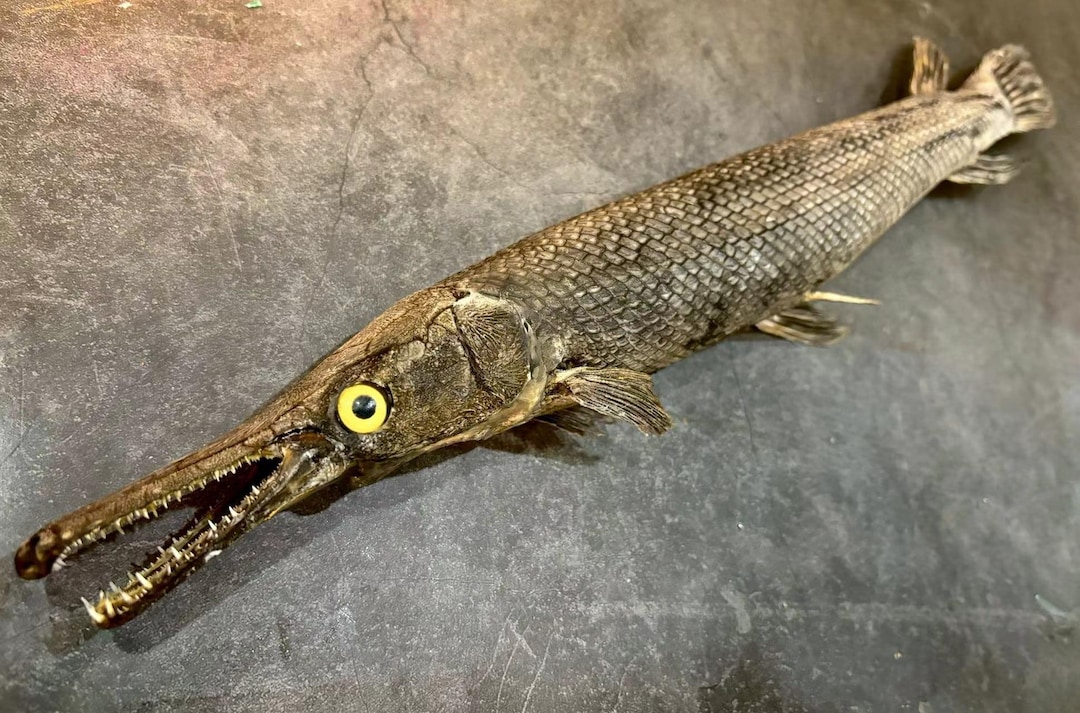 Alligator Gar Fish Taxidermy Atractosteus Spatula - Etsy