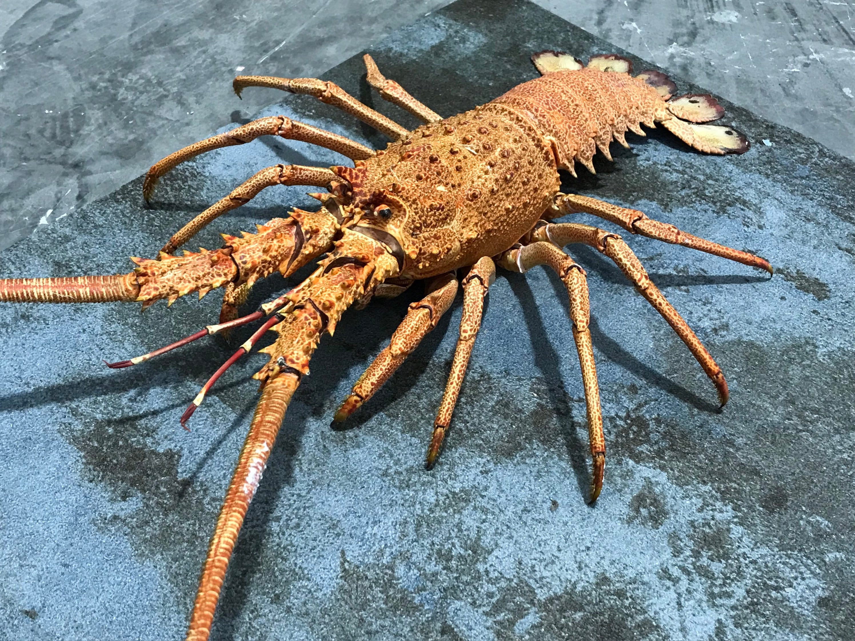 Museo calidad Jasus frontalis Juan Fernández langosta de roca - Etsy España