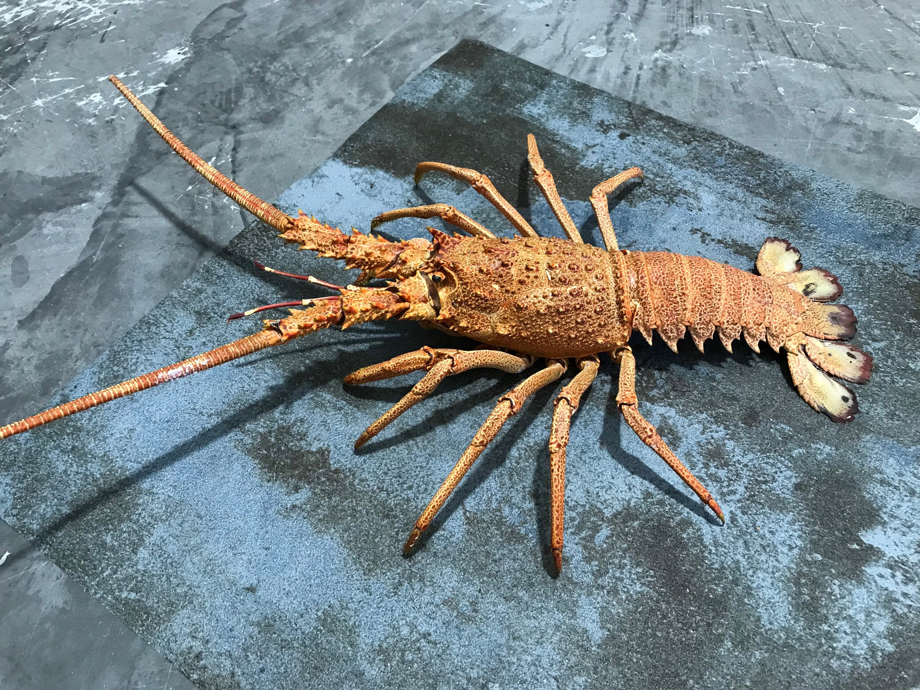 Museo calidad Jasus frontalis Juan Fernández langosta de roca - Etsy España